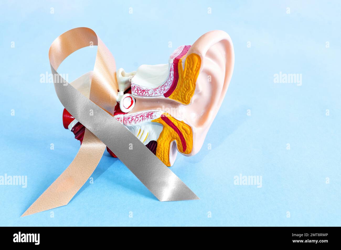 A closeup shot of an anatomical ear model with a silver and gold ribbon ...