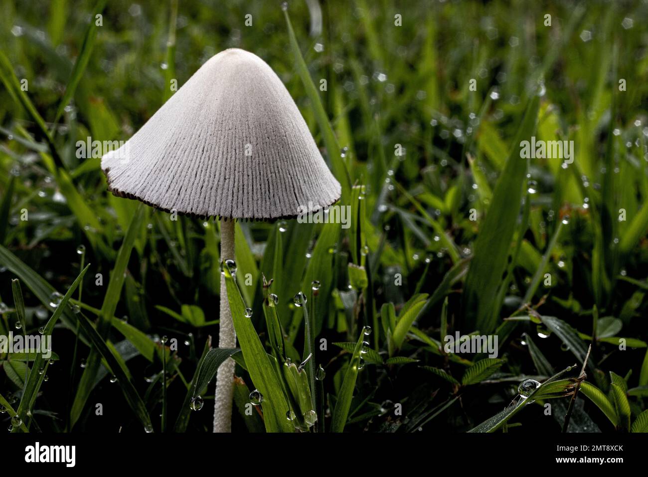 A closeup of a coprophilous fungus with white cap surrounded by grass ...