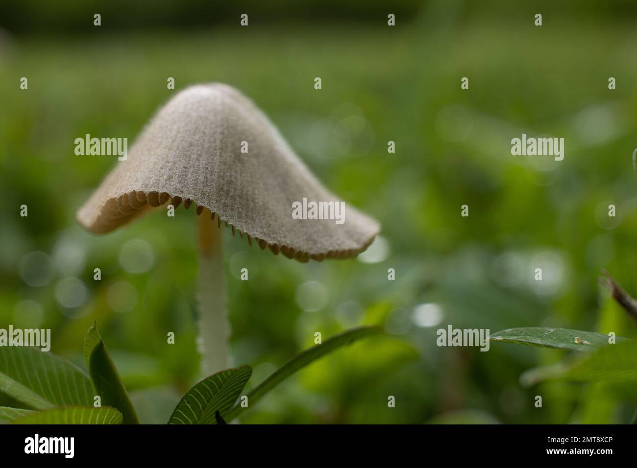 Conocybe fungus hi-res stock photography and images - Alamy