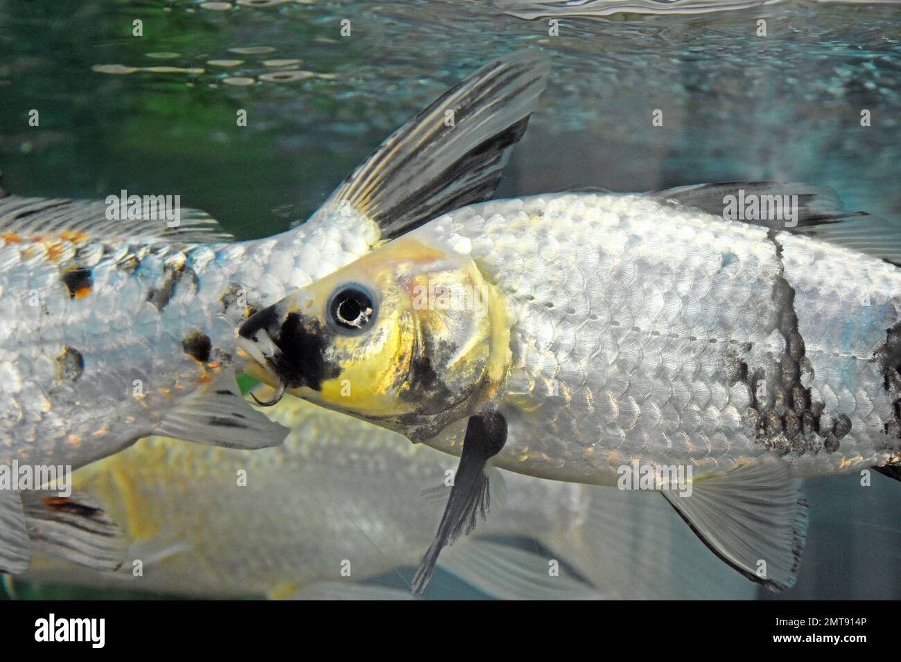 Japanese aquarium hi-res stock photography and images - Alamy