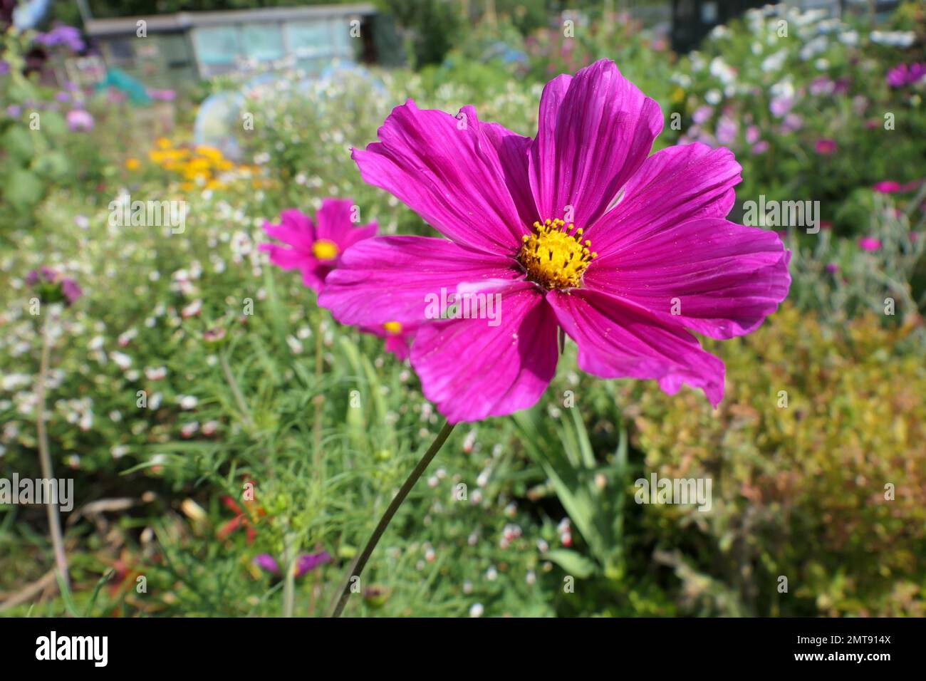Densely packed flower beds full of decorative plants hi-res stock ...