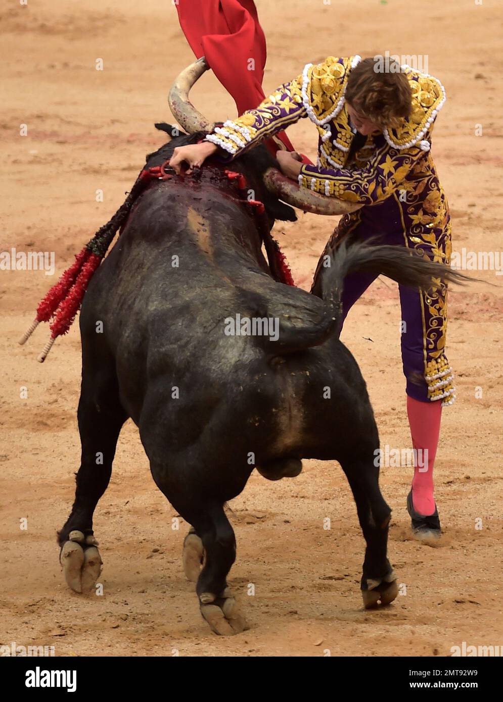 Spanish bullfighter Roman is gored by a bull from Cebada Gago ranch in ...