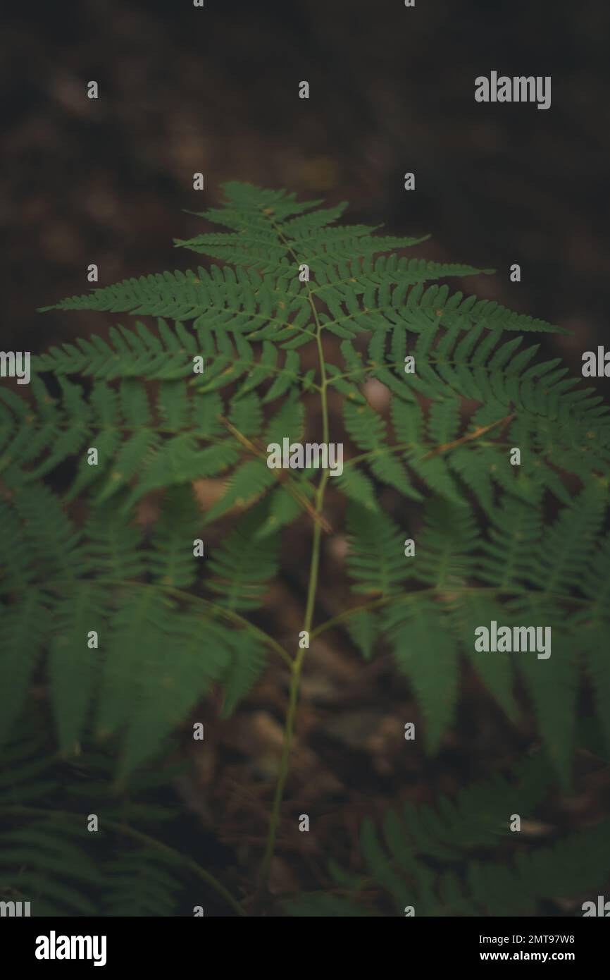 A vertical shot of an Eagle fern plant in a forest on a dark day Stock ...