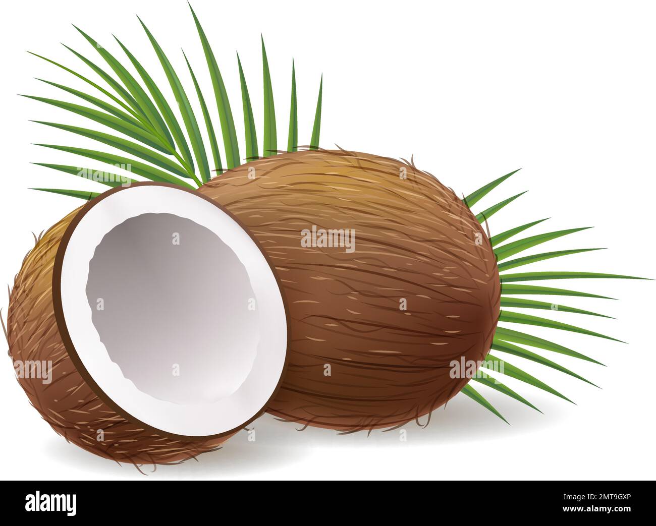 Realistic coconuts icon Stock Vector Image & Art - Alamy Realistic coconuts icon Stock Vector Image & Art - Alamy