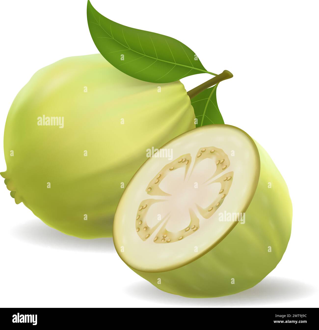 Realistic white guava Stock Vector Image & Art - Alamy
