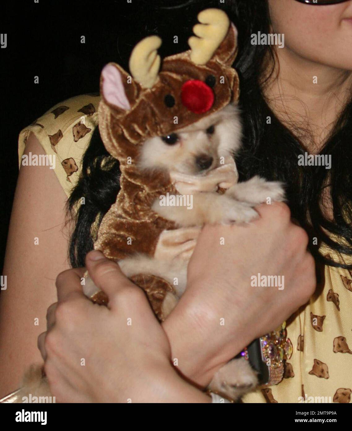 Exclusive!! Animal lover Paris Hilton tries to disguise herself from ...