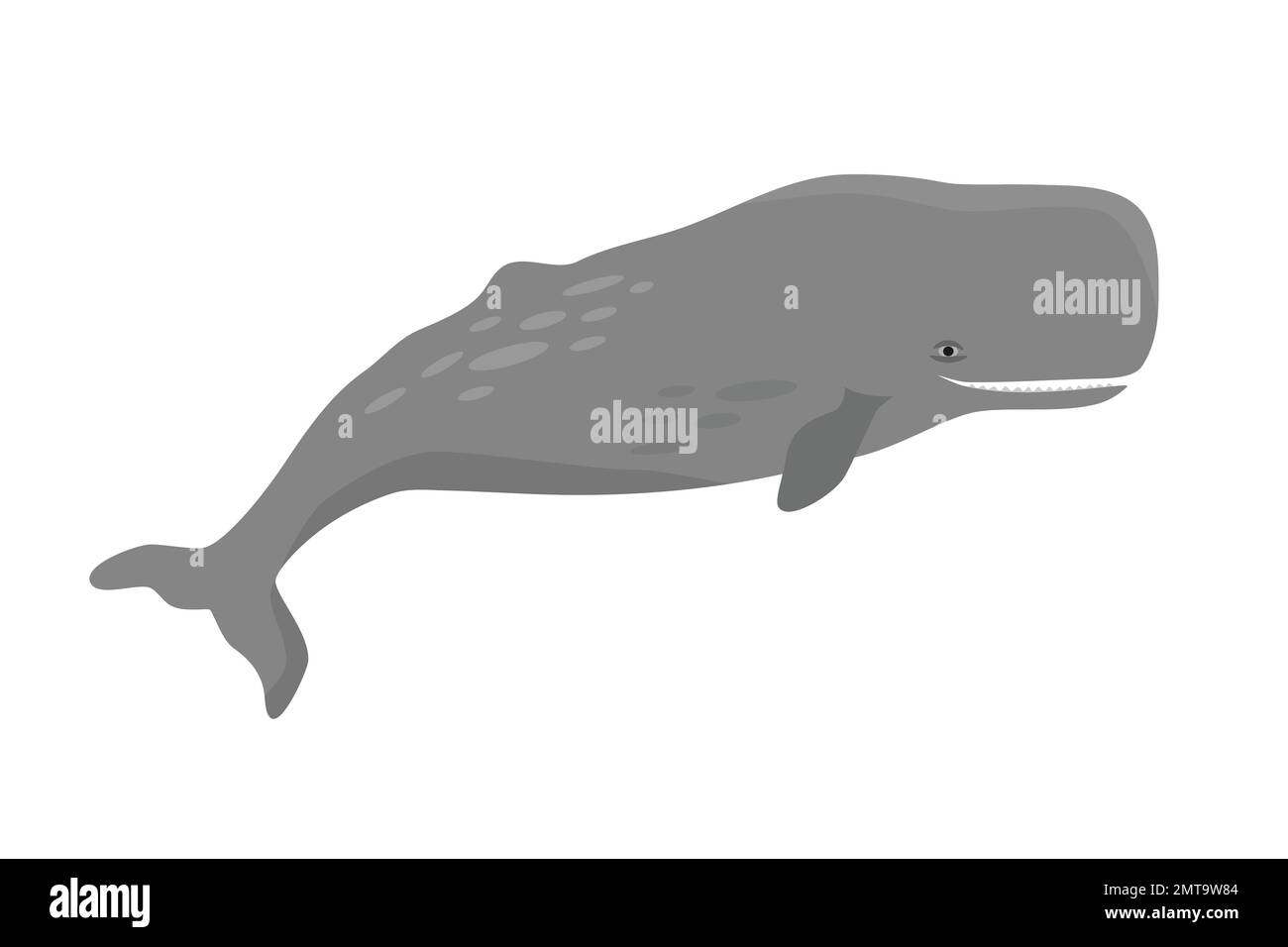 Cachalot or Sperm whale illustration Stock Vector Image & Art - Alamy