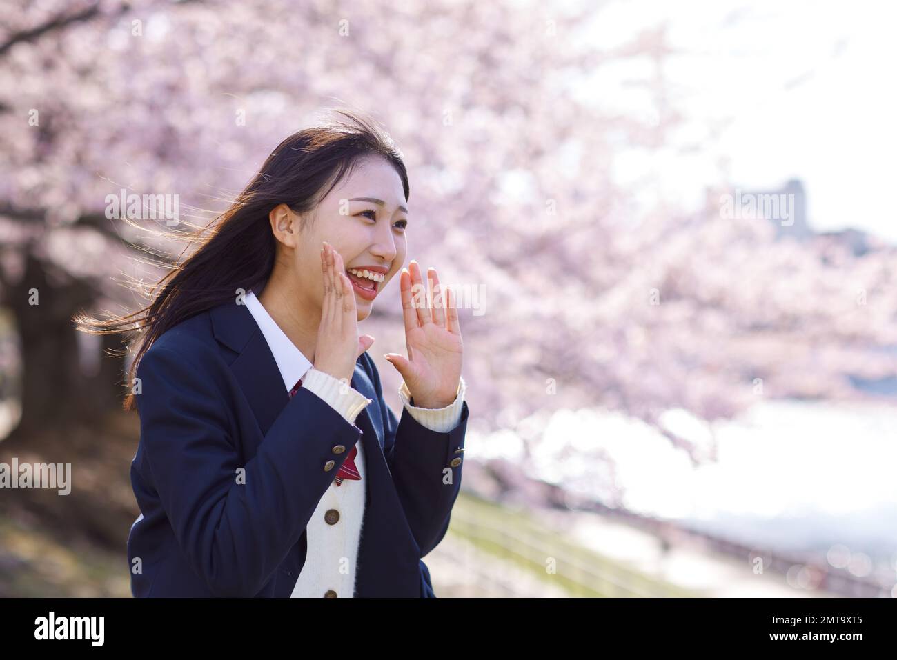 Japanese high school student portrait with cherry blossoms in full ...