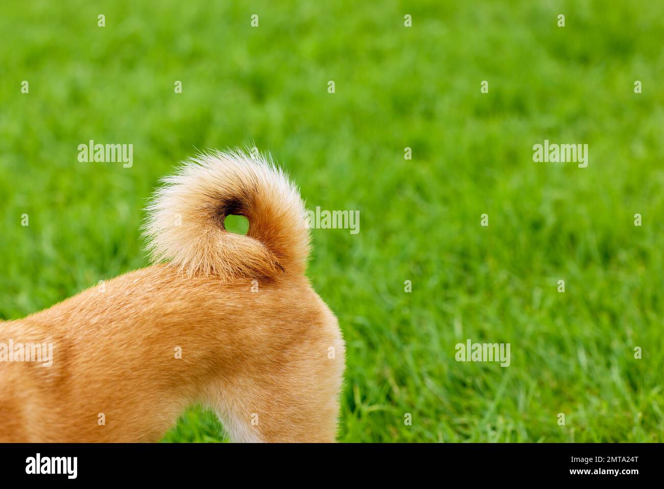 Part of the dog body hi-res stock photography and images - Alamy