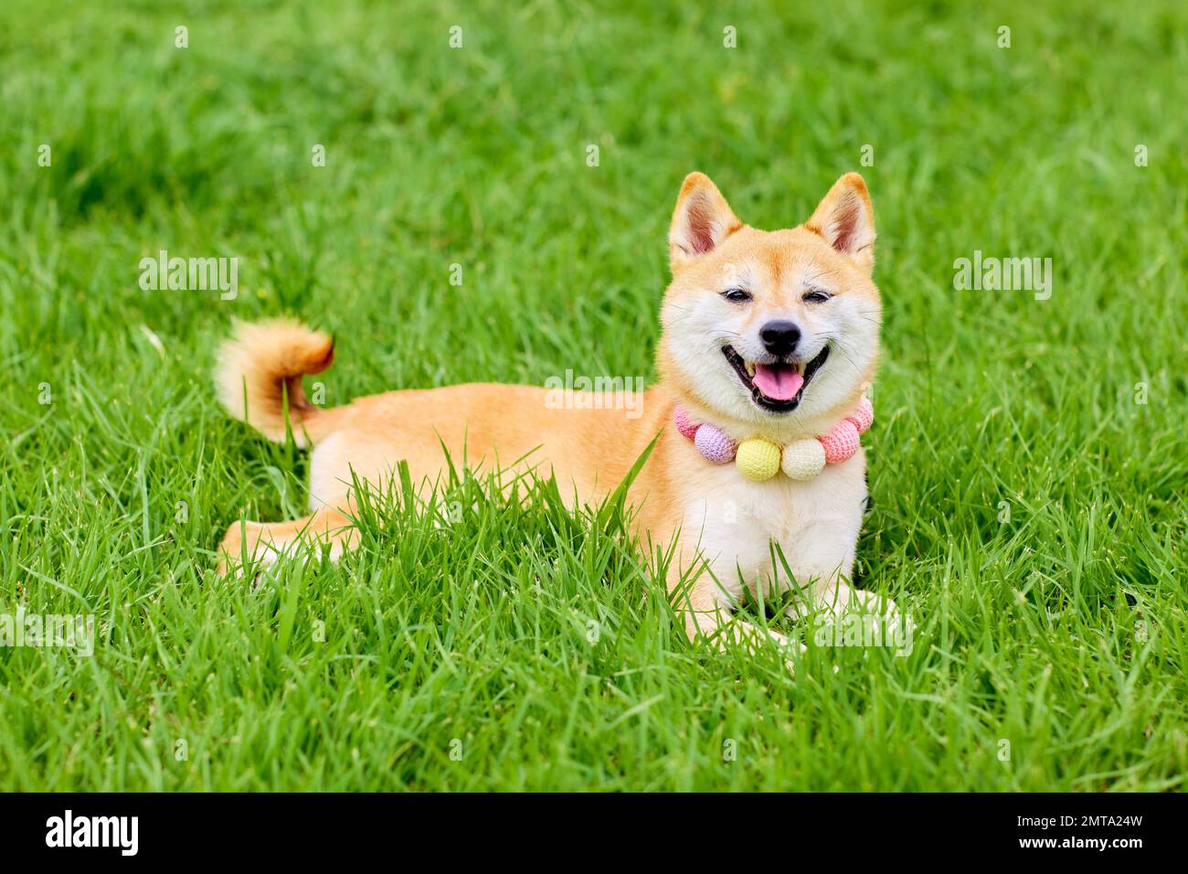 Shiba inu dog on green grass Stock Photo - Alamy