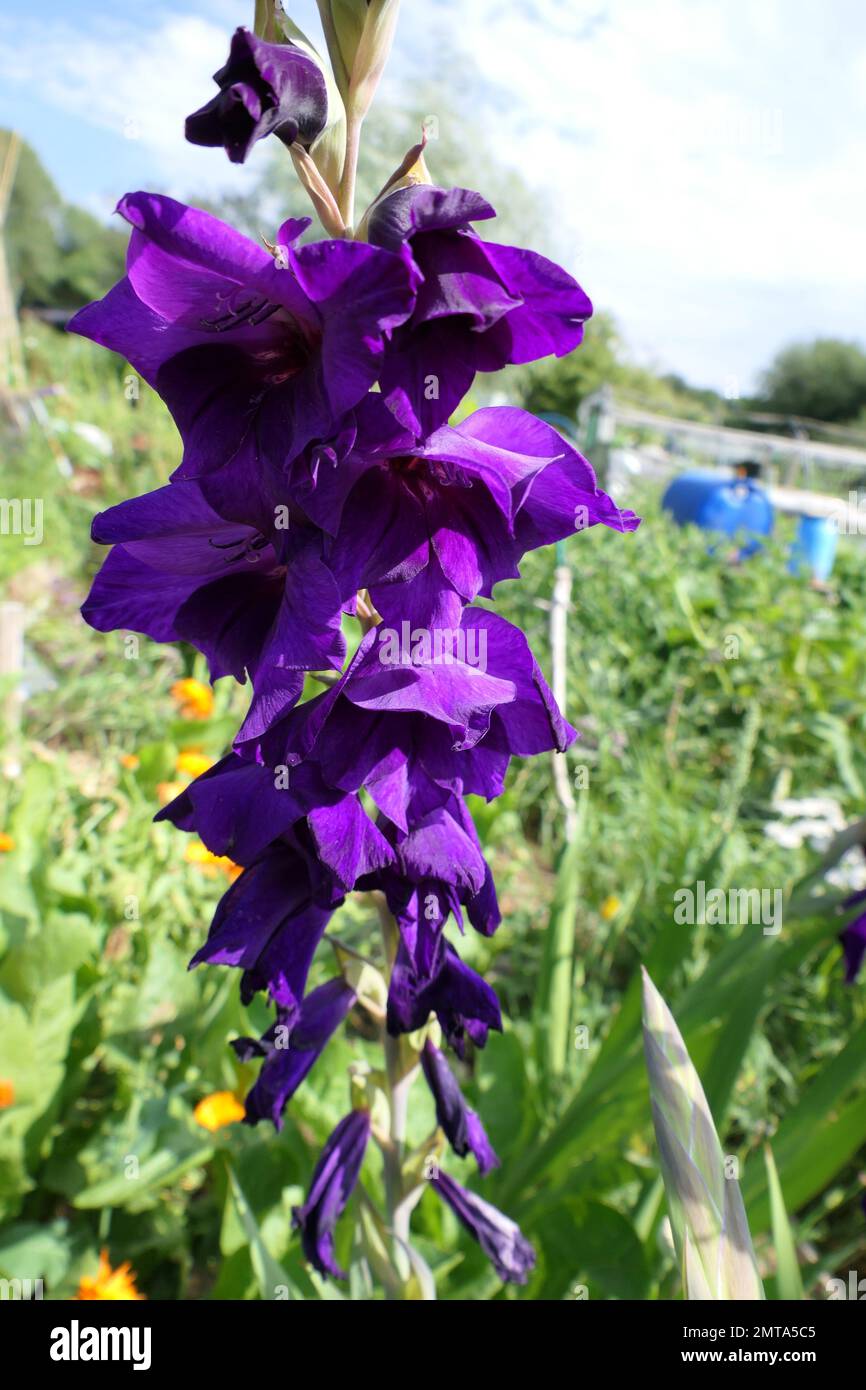 Densely packed flower beds full of decorative plants hi-res stock ...