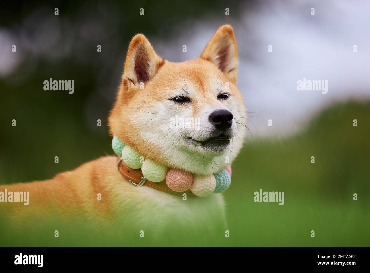 Shiba inu dog on green grass Stock Photo - Alamy