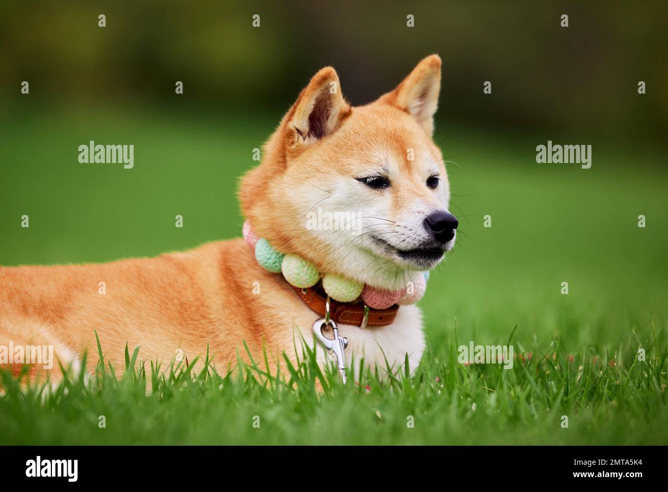 Shiba inu dog on green grass Stock Photo - Alamy