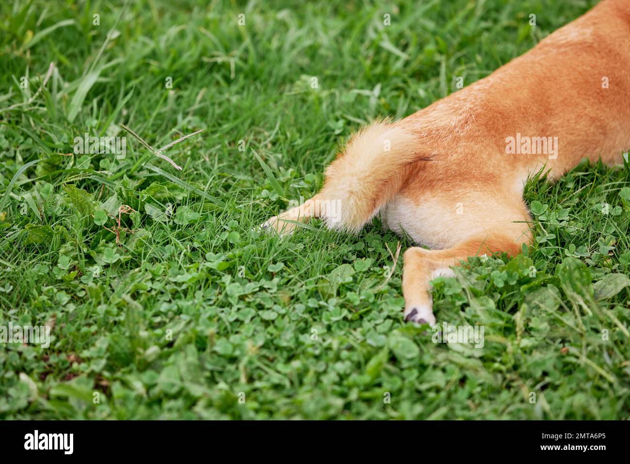 Shiba inu dog on green grass Stock Photo - Alamy