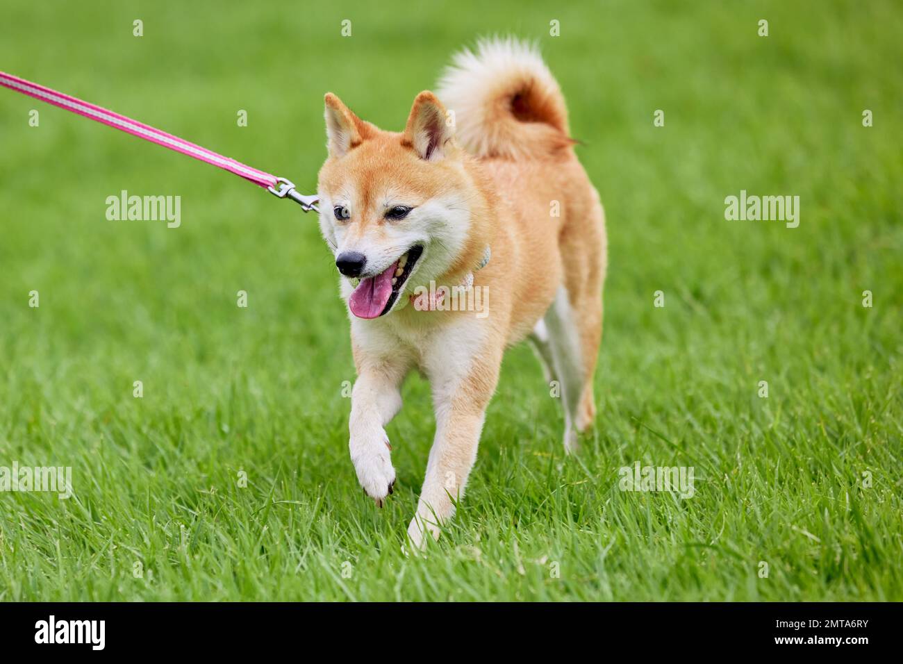 Shiba inu dog on green grass Stock Photo - Alamy
