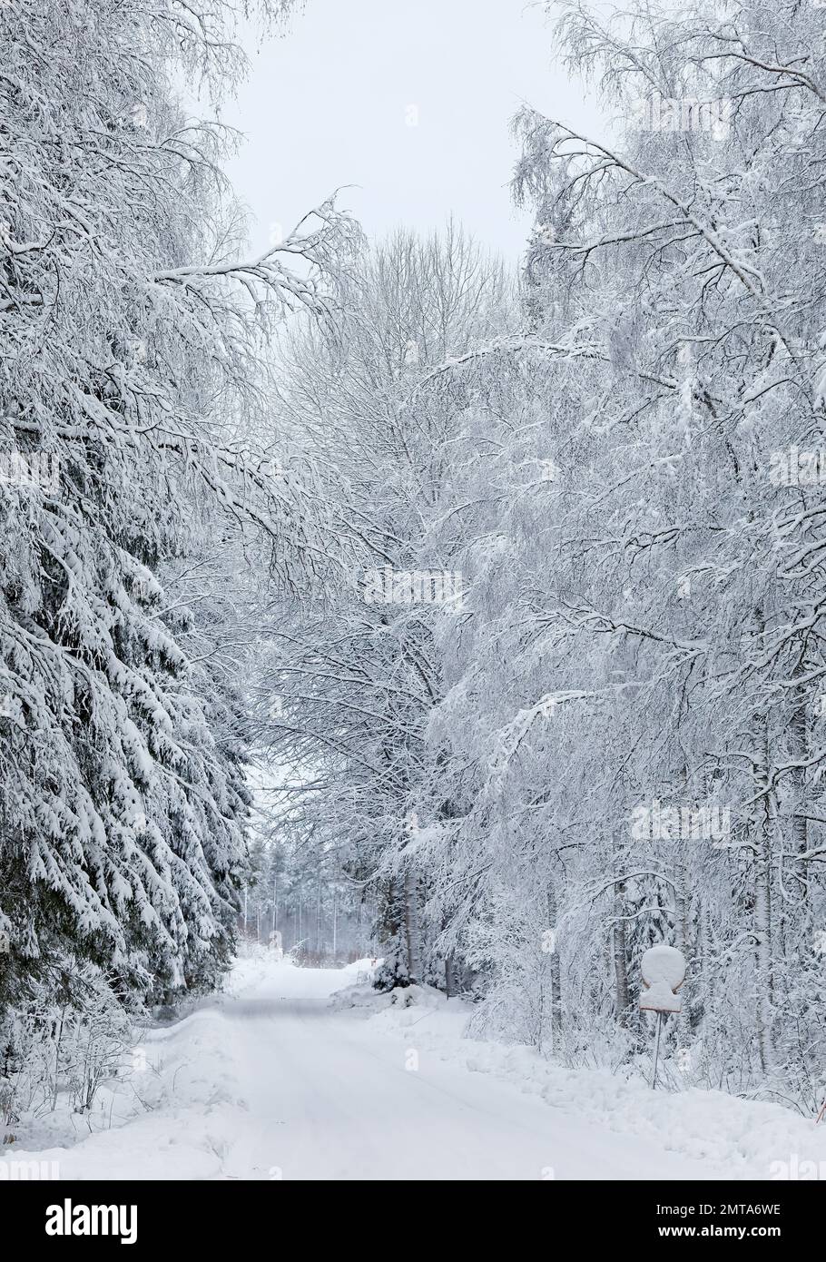 Country road through fir hi-res stock photography and images - Alamy