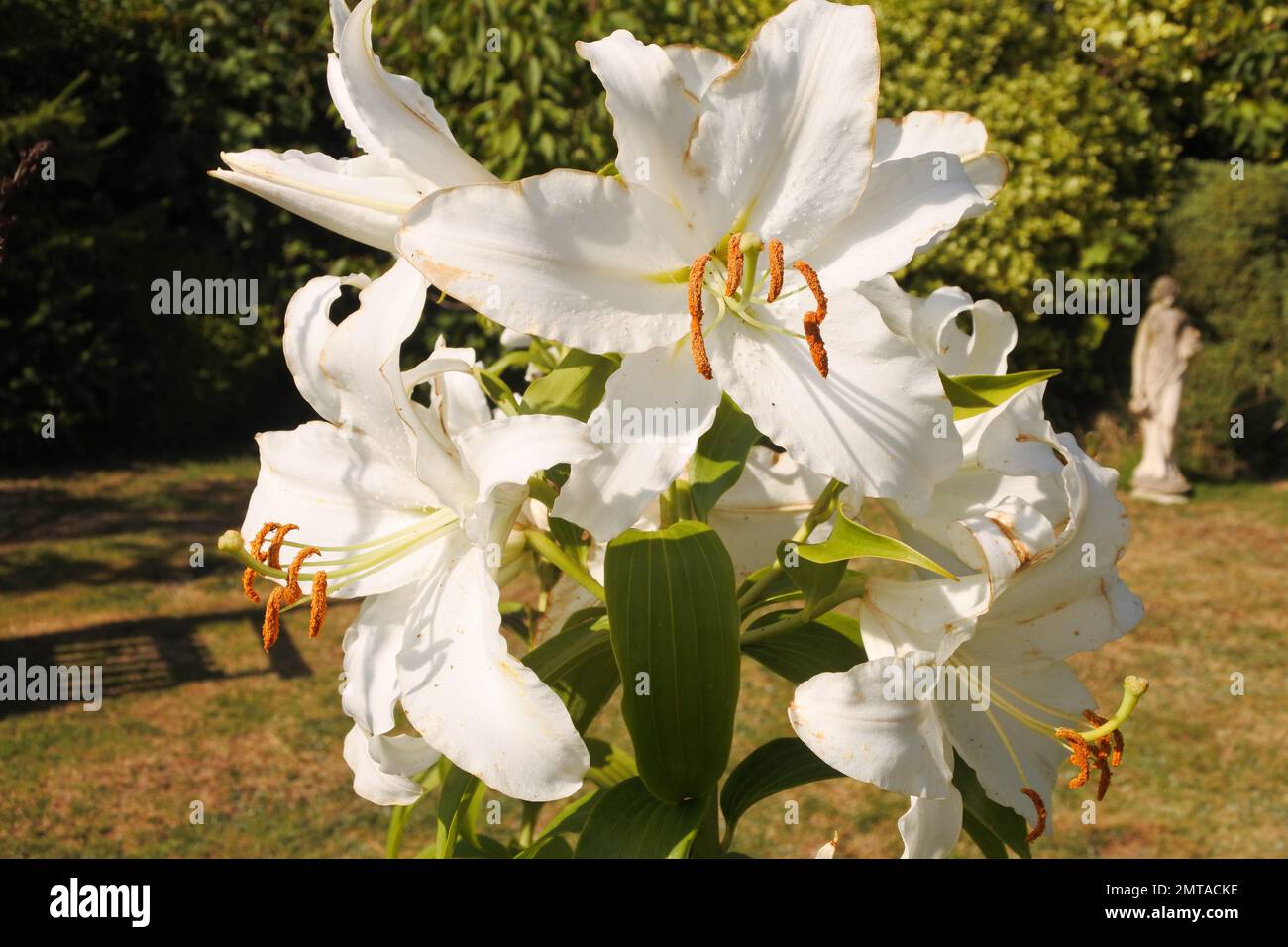 Large white flowering lilies - John Gollop Stock Photo - Alamy