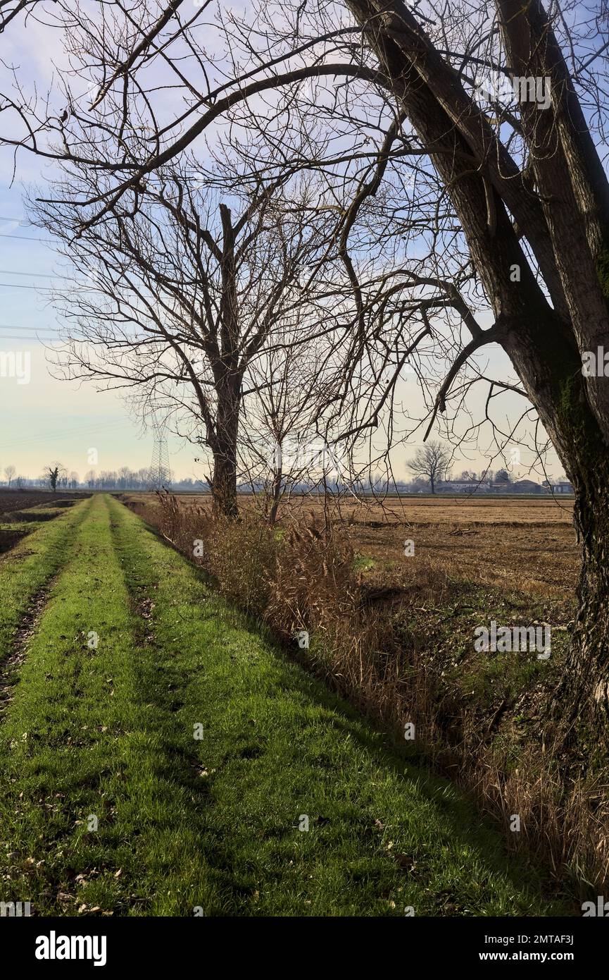 Trail between ploughed fields and dry irrigation channels with a poplar ...