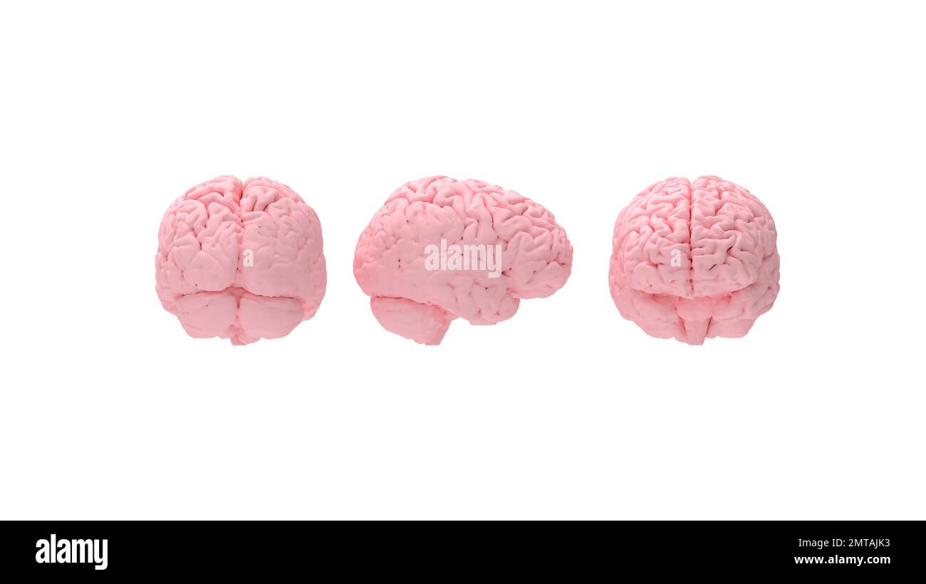Brain rendering with front and back views showcasing the intricate ...