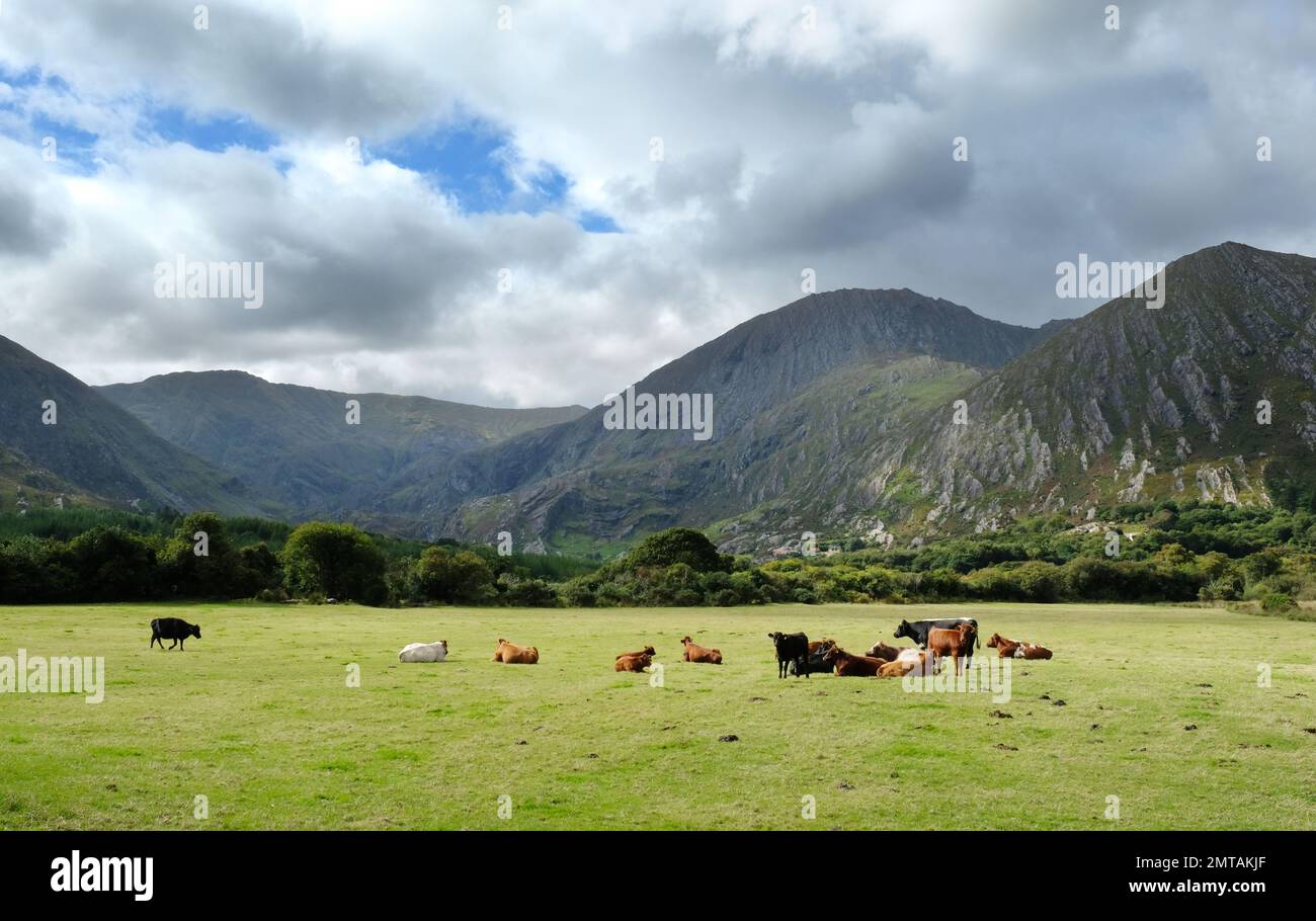 Herd of beef cattle on the Beara Peninsula, County Kerry, Ireland ...