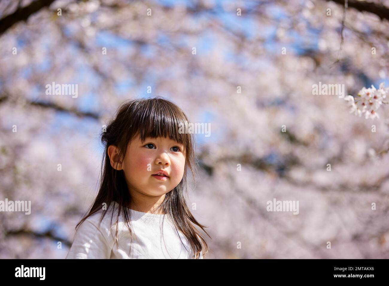 Japanese kid portrait with blooming cherry blossoms Stock Photo - Alamy