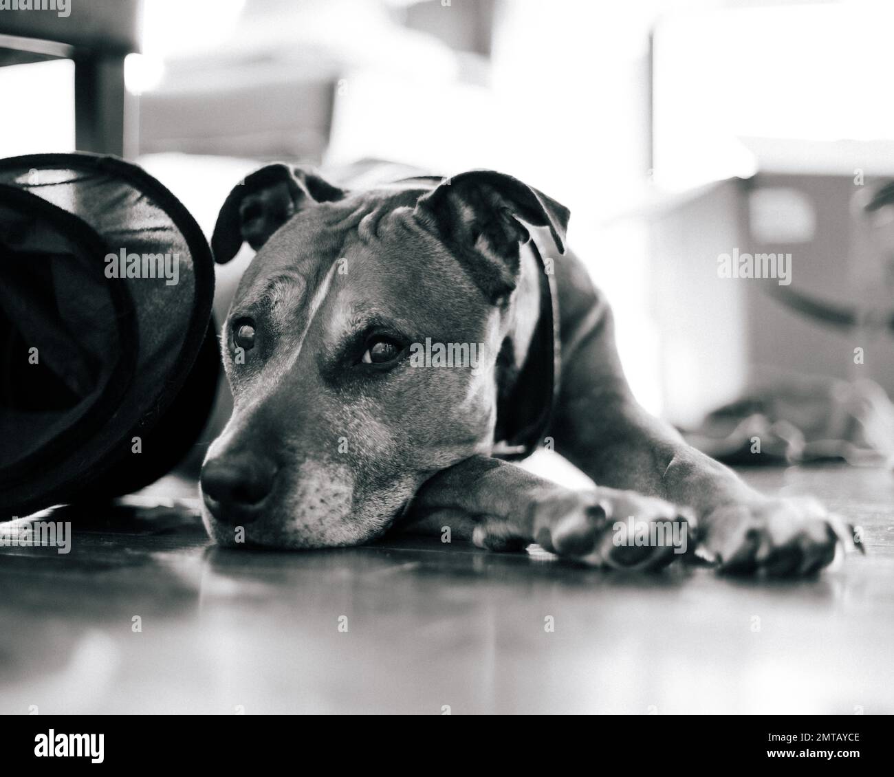 A dog in blurred background in black and white Stock Photo - Alamy
