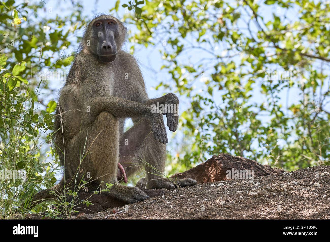 A baboon also known as cape baboon is relaxed sitting and observing the ...