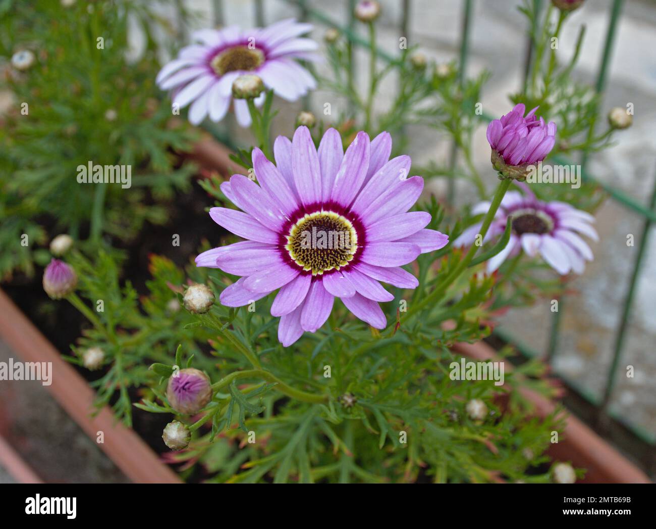 Bush daisy flower Argyranthemum frutescens (L.) Webb. Plant in a garden ...