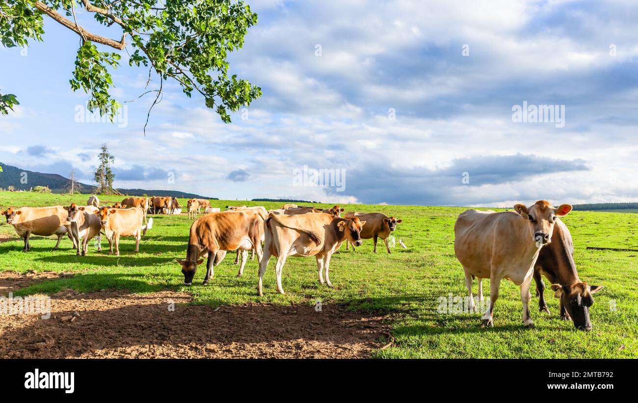 Dairy farm jersey cows eating grass close up in summer field ...