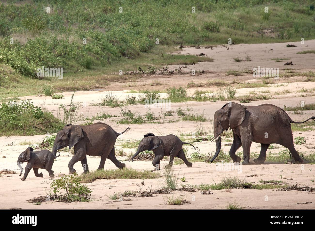 African elephants safari running hi-res stock photography and images ...