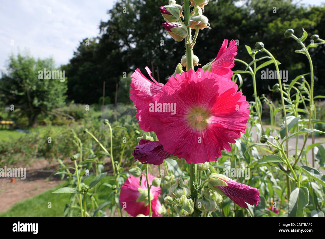 Densely packed flowers hi-res stock photography and images - Alamy