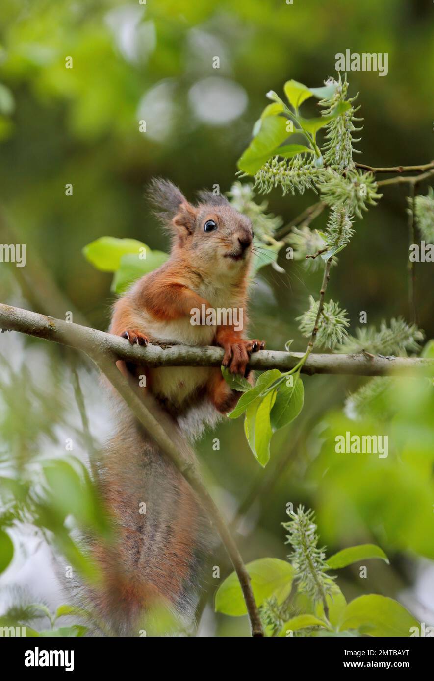 Red squirrel cub on a branch eating fresh leaves Stock Photo - Alamy