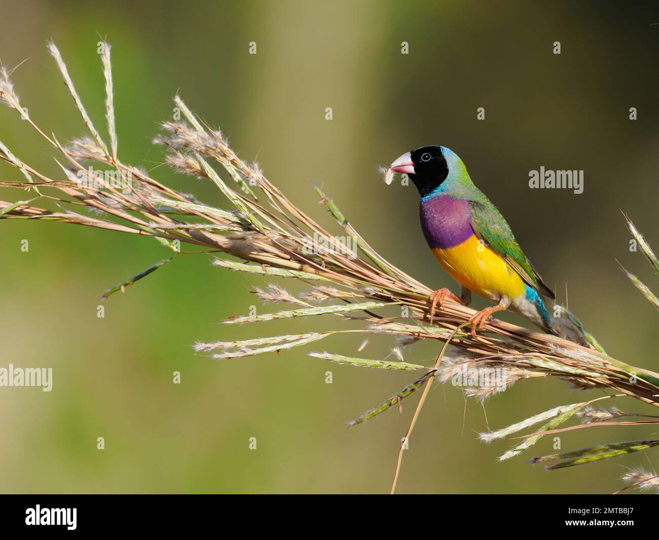 Black- headed male gouldian finch feeding on gamba grass in Darwin ...