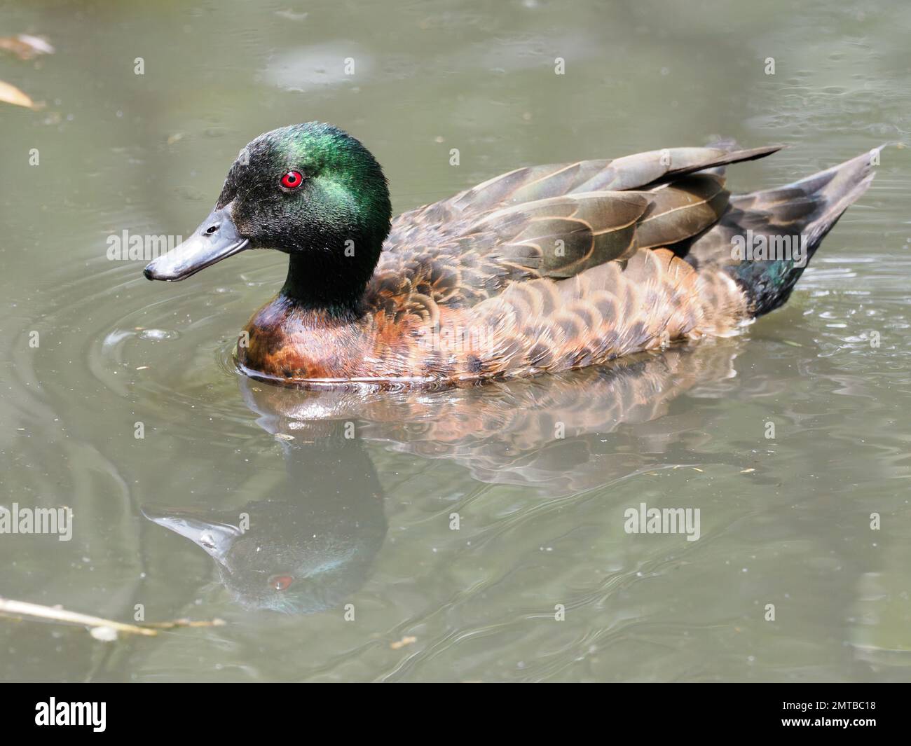 Chestnut Teal, Anas castanea. at Bicentennial Park, Sydney Australia ...