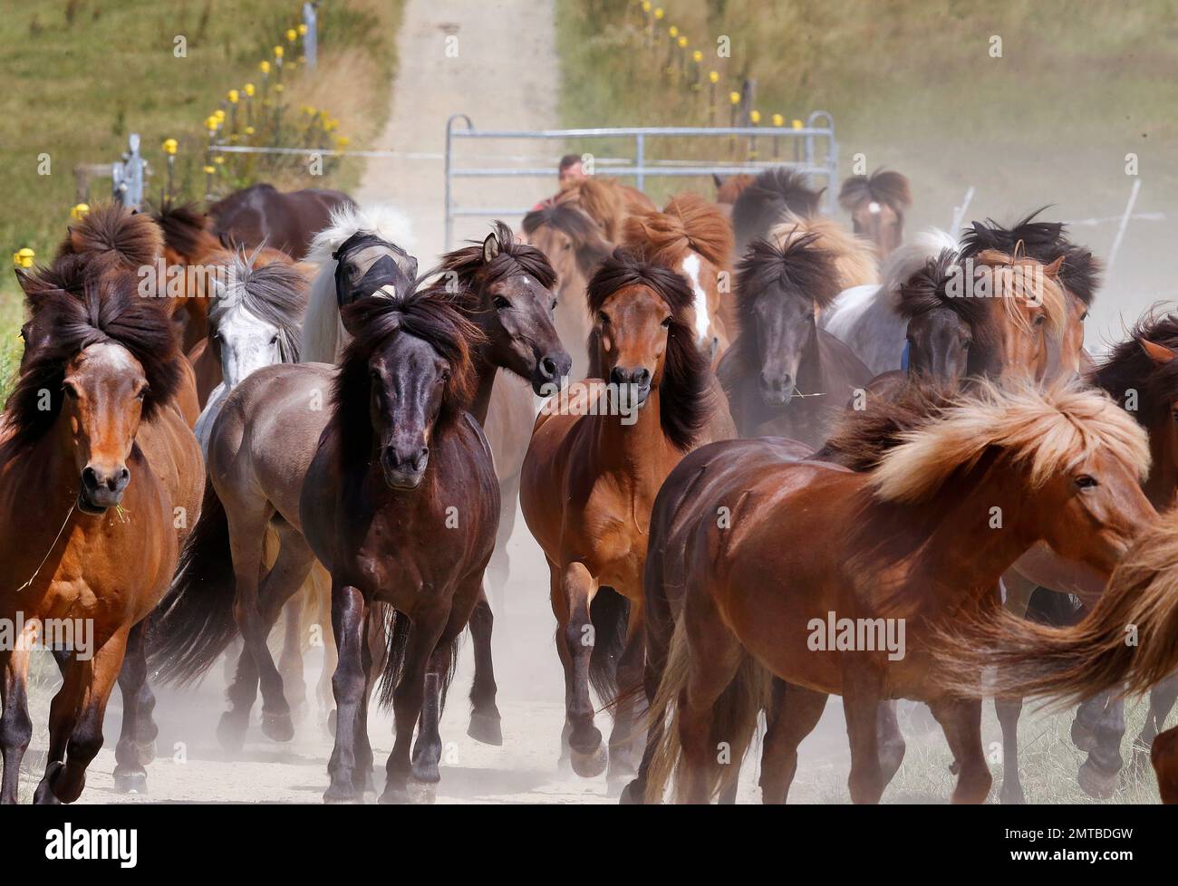 Icelandic horses are driven back from their paddock to their stables at ...