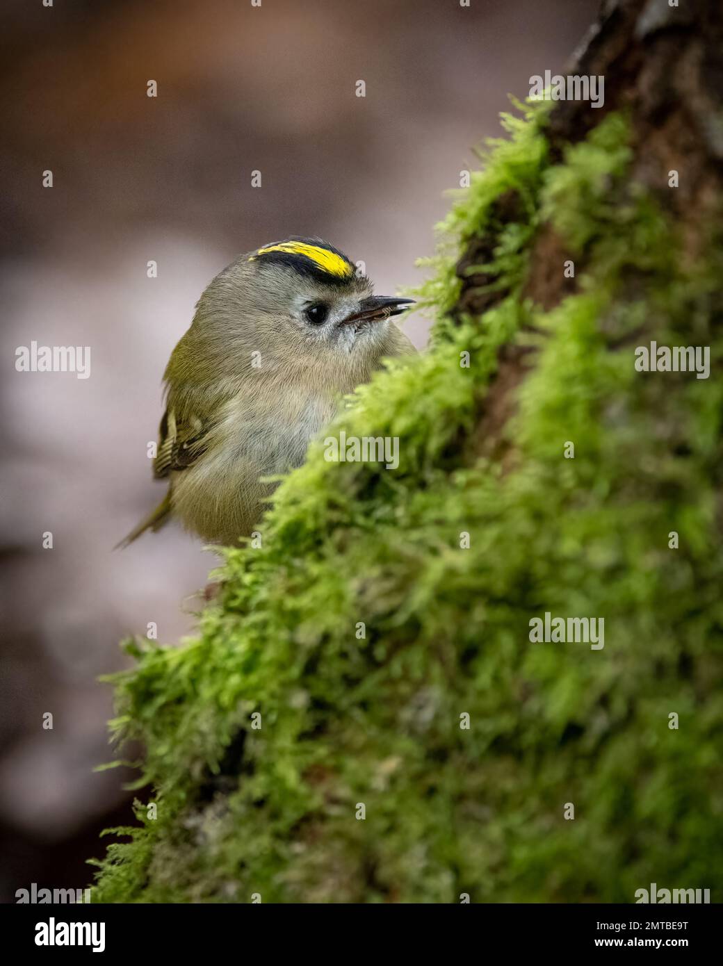 A vertical closeup of a beautiful tiny Goldcrest bird on a mossy ...