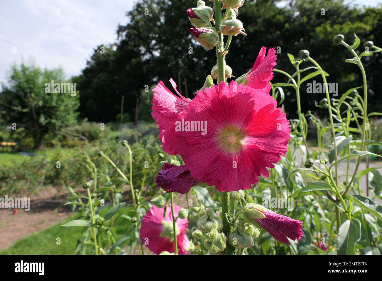 Densely packed flower beds full of decorative plants hi-res stock ...