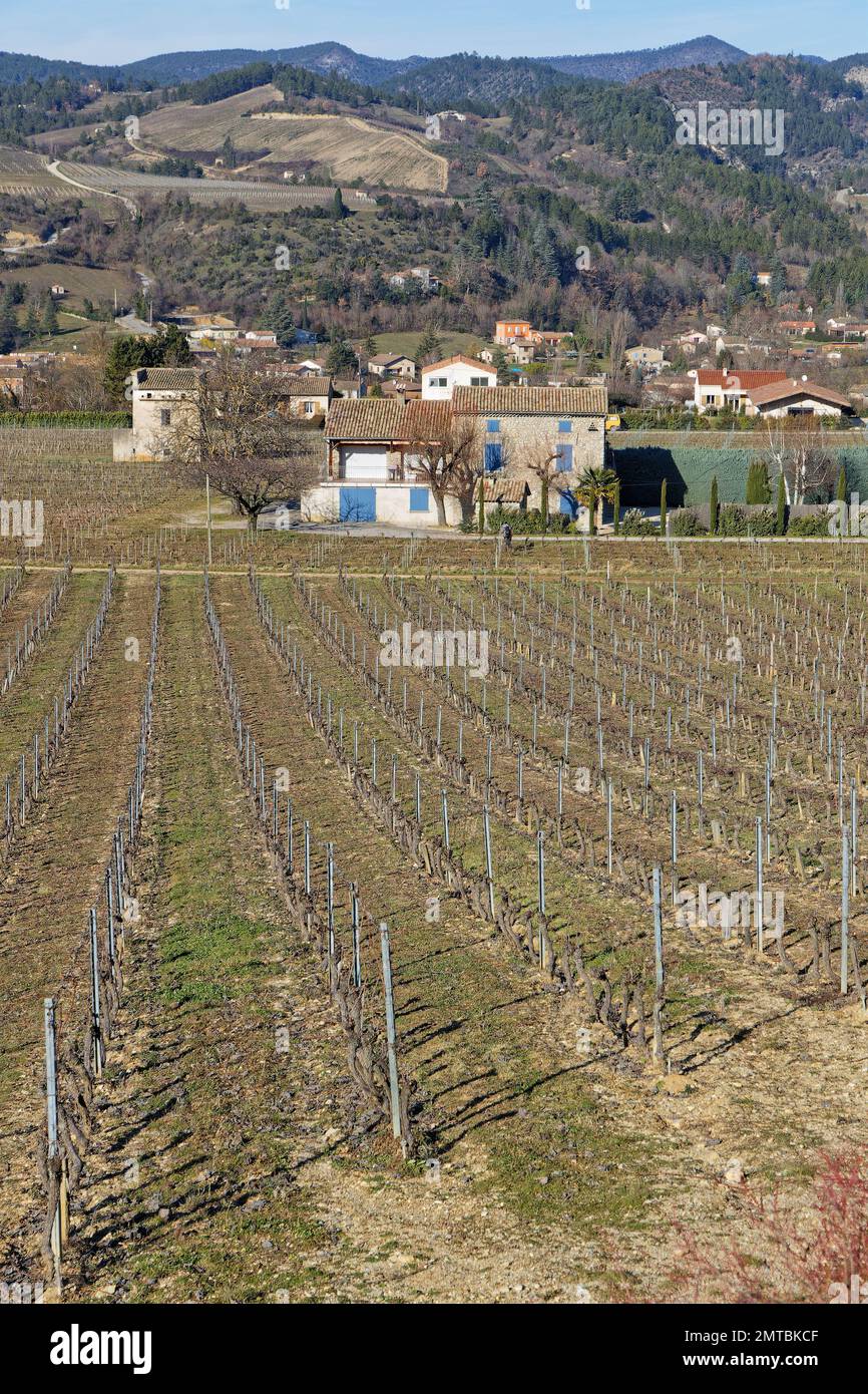 Vineyard around Saillans, a village of Drome department, known for its ...