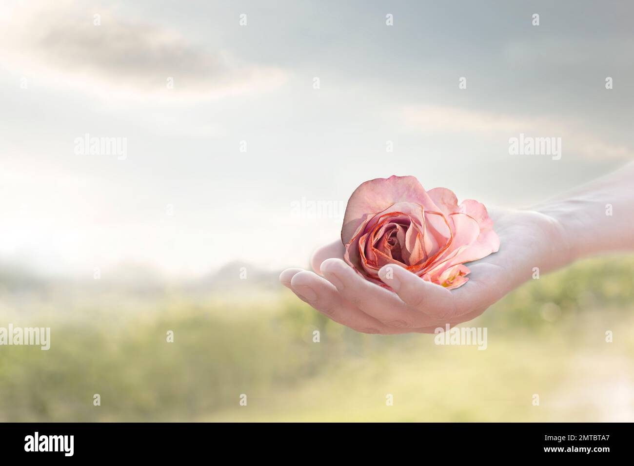 gentle gesture of a hand giving a rose, abstract concept Stock Photo ...