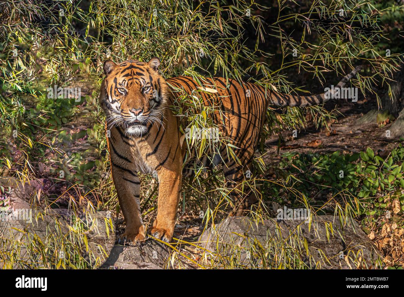 a tiger walking through the jungle Stock Photo - Alamy