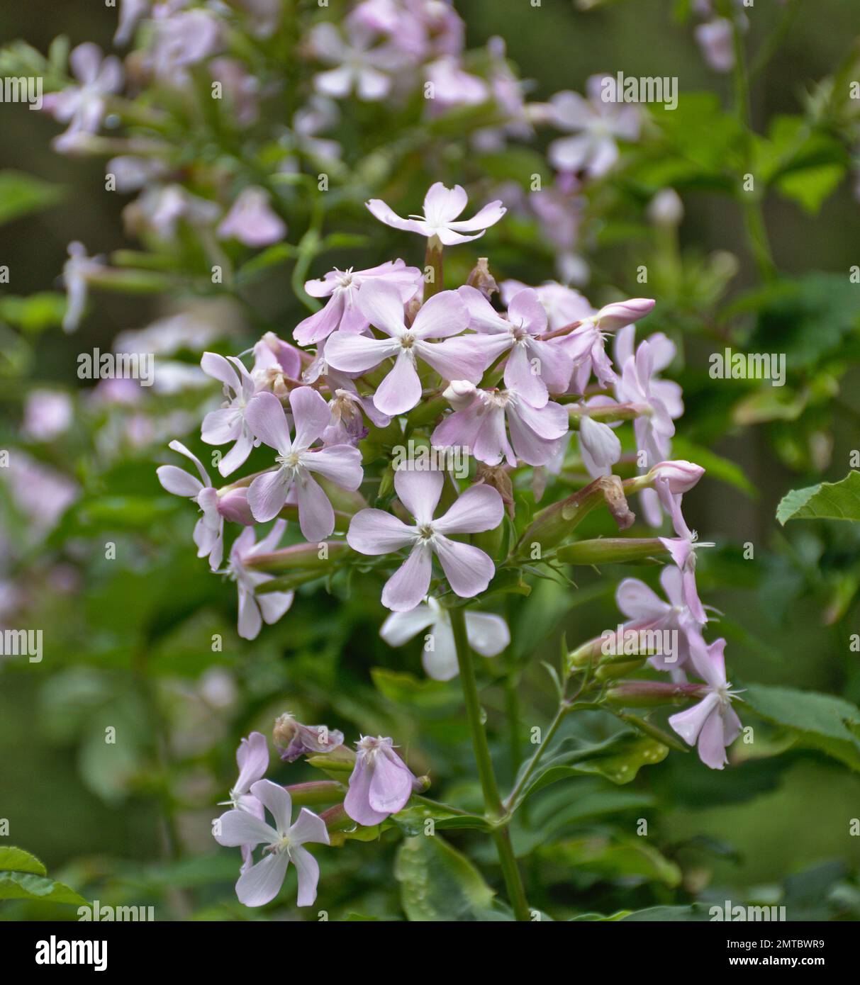 Soap plant in full bloom (Saponaria officinalis). When rubbing the ...