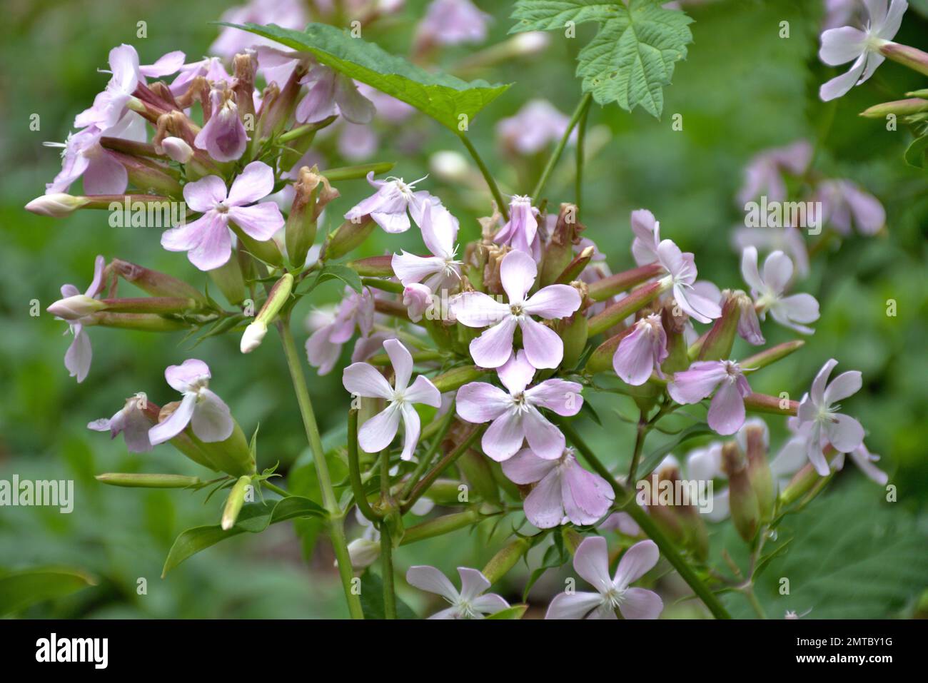 Common soapwort (Saponaria officinalis). Soap plant on the river bank ...