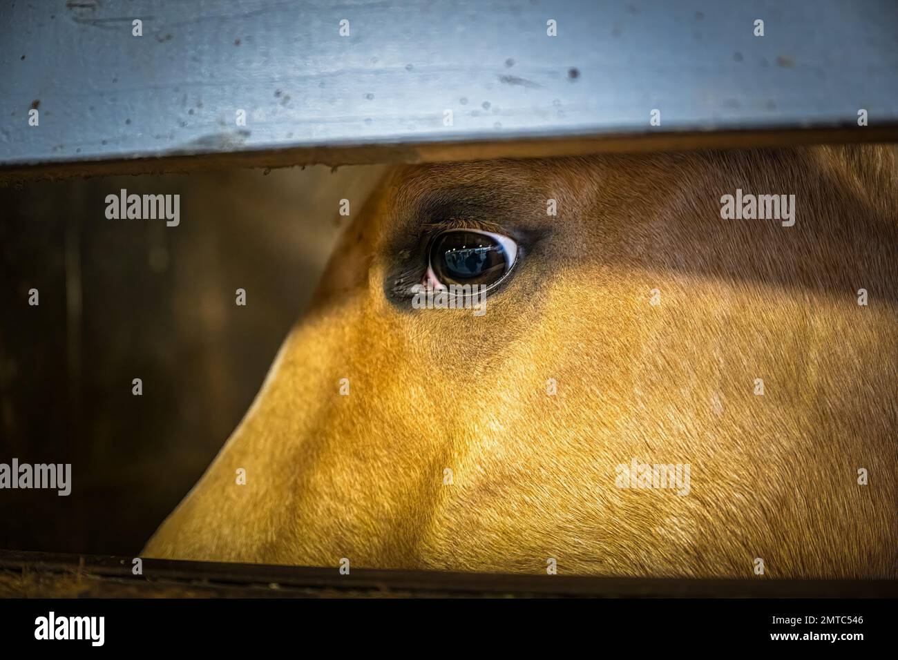 A close up of an eye of a chestnut horse (Equus caballus) looking through a wooden fence Stock ...