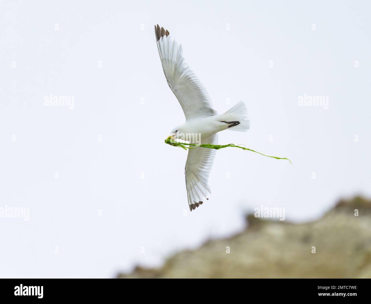 A Black legged Kittiwake in flight on a beach in northern France ...