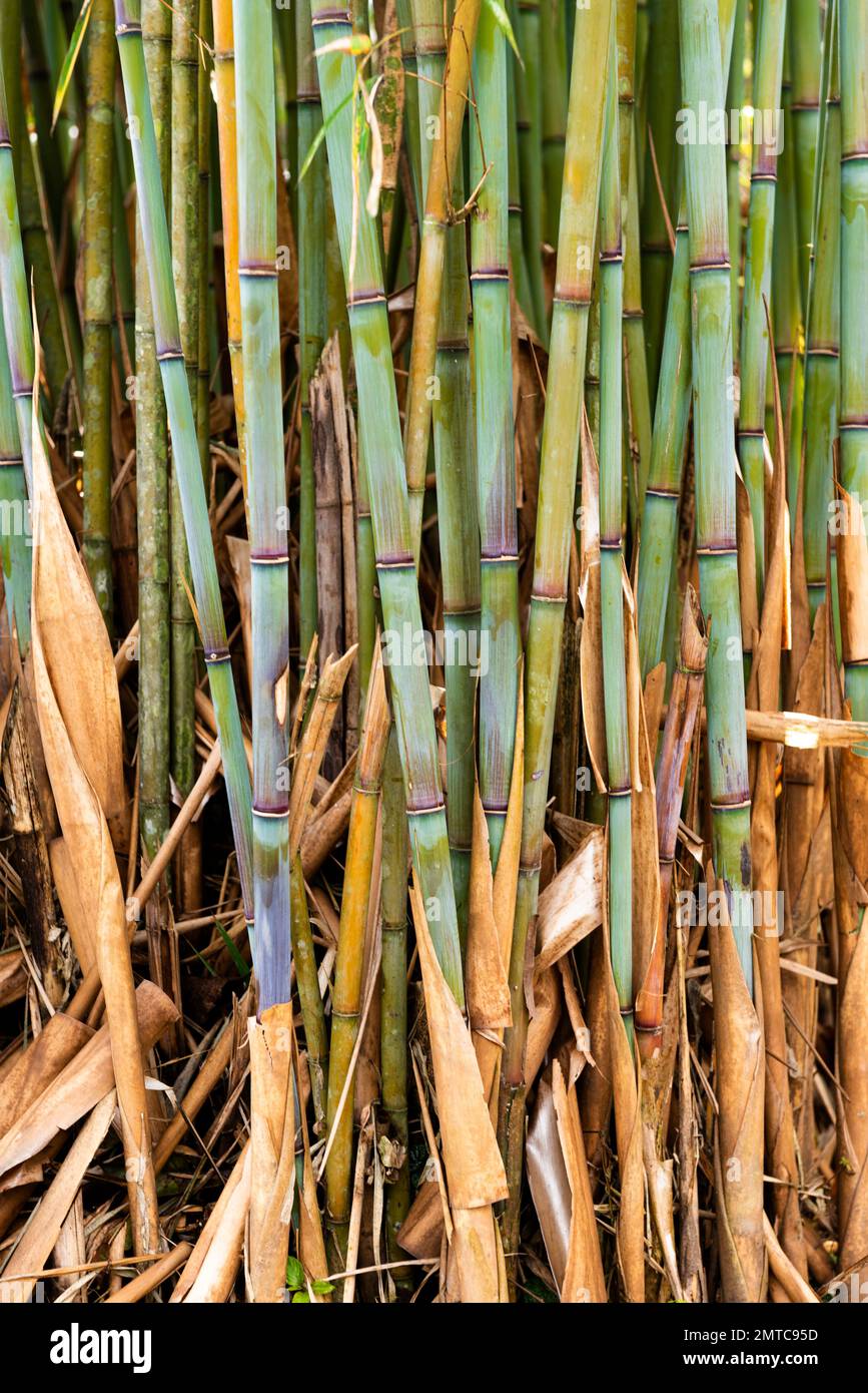 A vertical closeup of wild sugar canes texture background Stock Photo ...