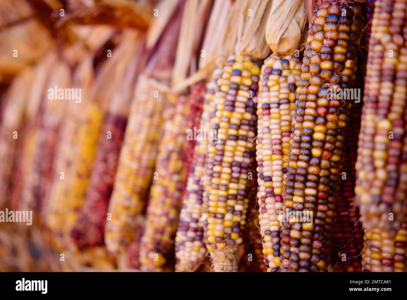A selective shot of many dry Indian corn cobs hanging on the wall Stock ...
