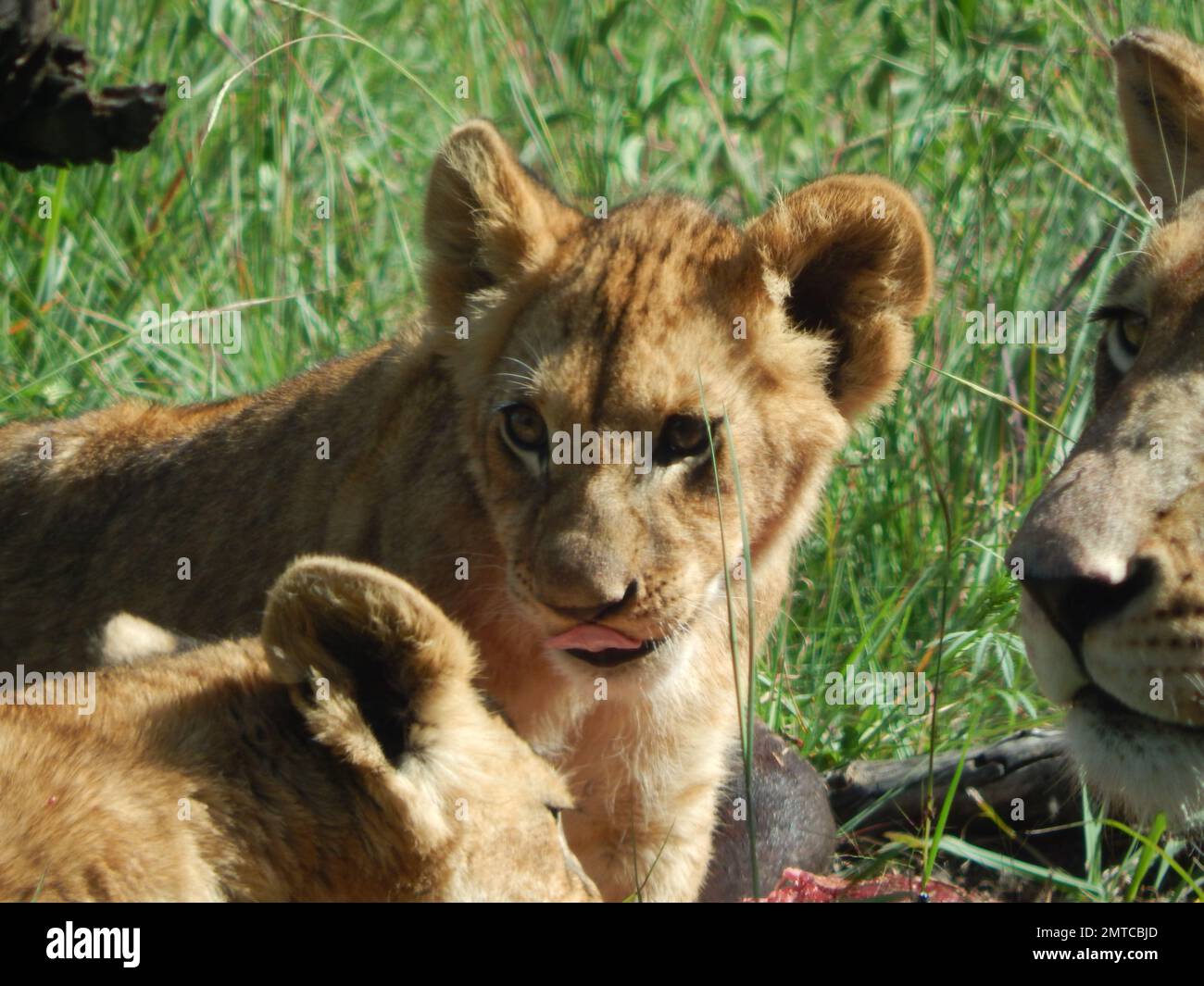 A group of lions in their natural habitat Stock Photo - Alamy