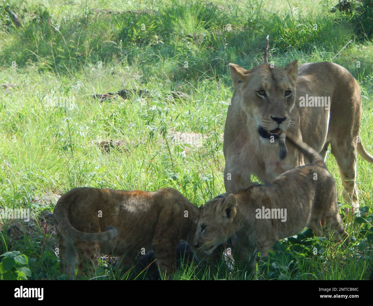 Inhabit grassland hi-res stock photography and images - Alamy