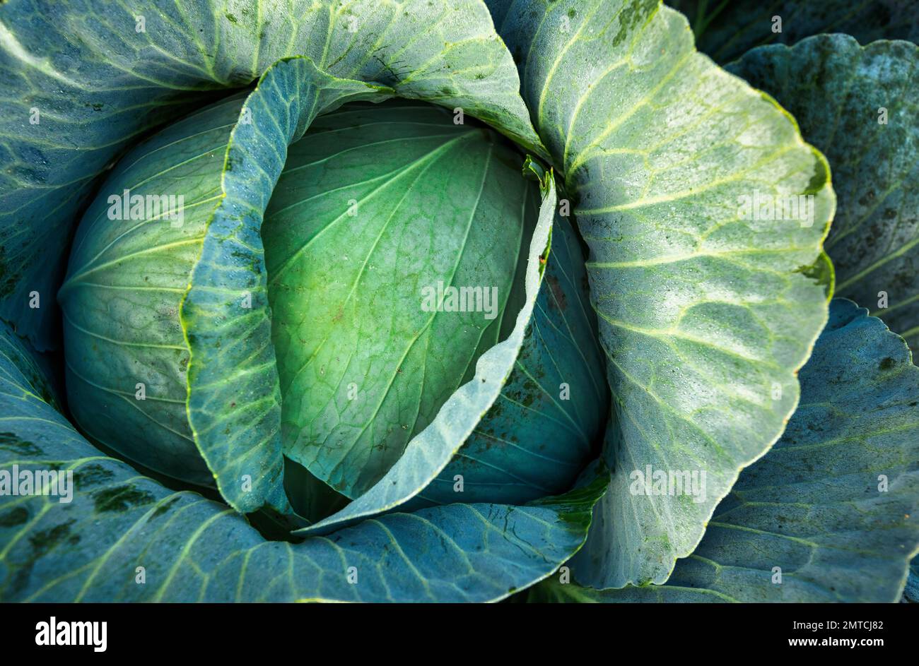 Cabbage, fruit on the bed. View from above. Abstract natural texture ...