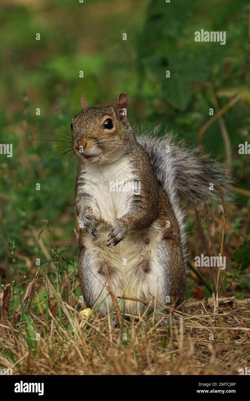 A vertical closeup of an adorable Eastern grey squirrel standing in a ...